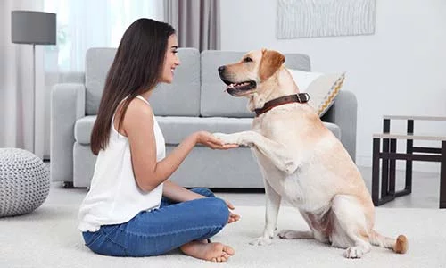 The 20 Benefits of Having a Dog